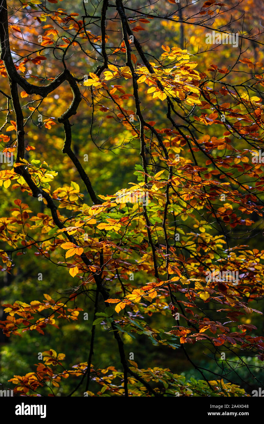 Atumn walk hi-res stock photography and images - Alamy