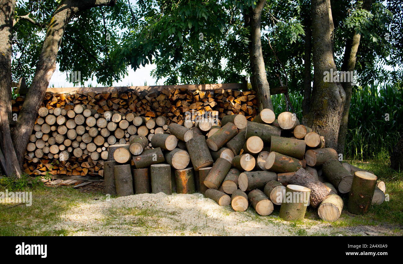 pile of logs in forest Stock Photo - Alamy