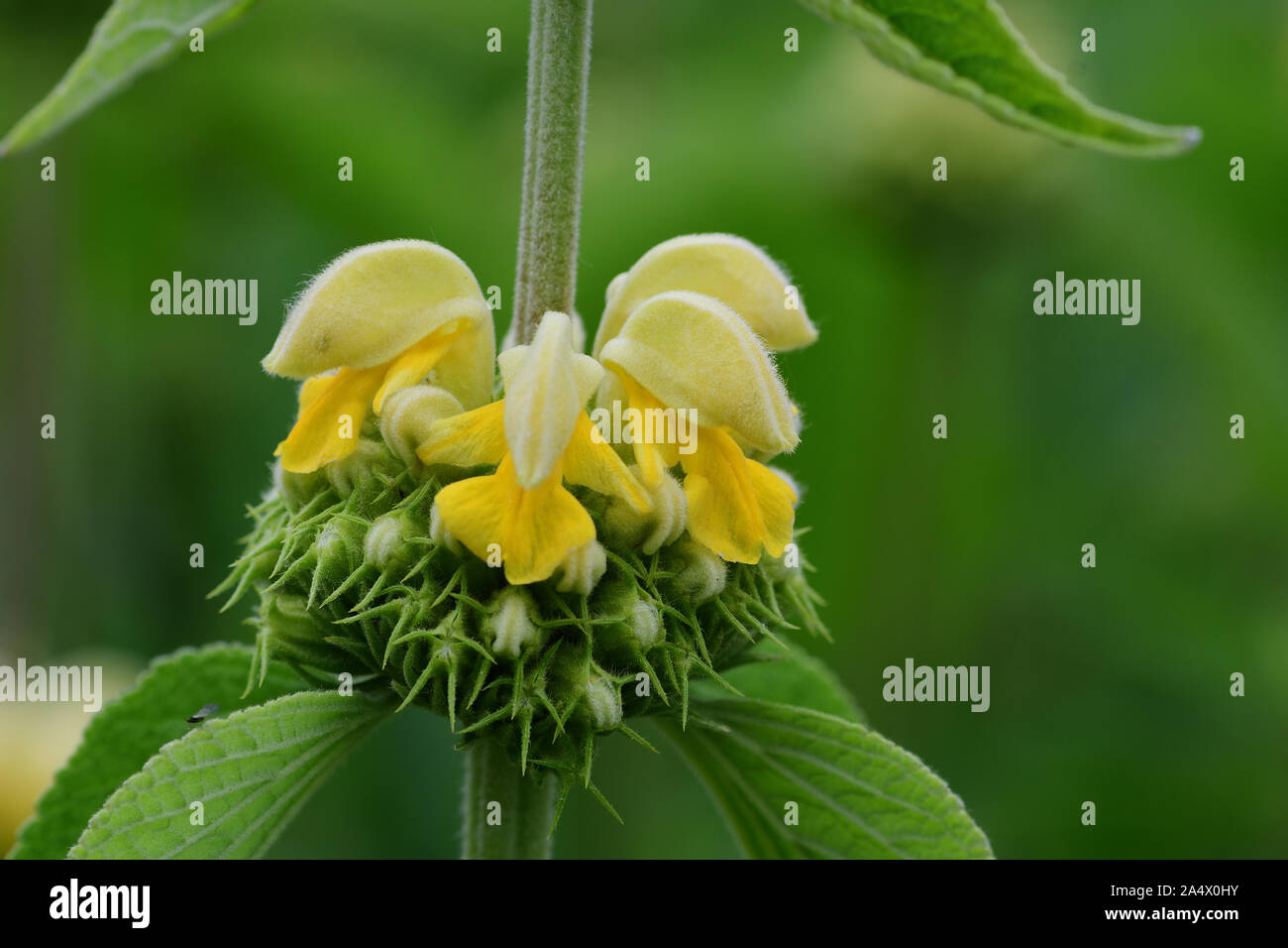 Turkish sage phlomis russeliana in the garden hi-res stock photography ...