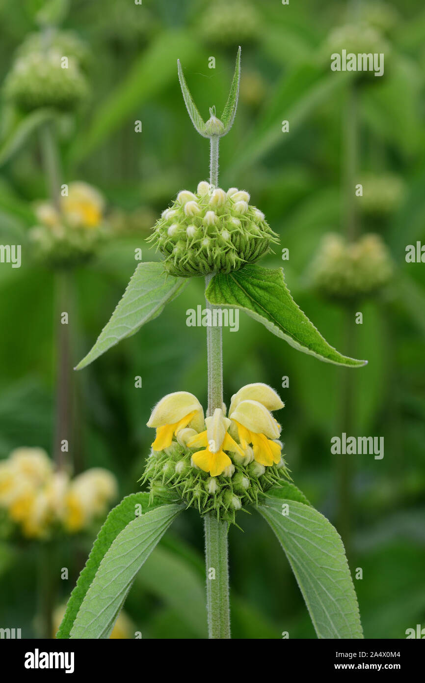 Turkish sage (phlomis russeliana) plants in bloom Stock Photo - Alamy