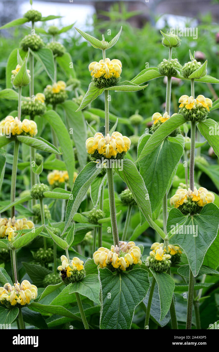 Turkish sage (phlomis russeliana) plants in bloom Stock Photo - Alamy