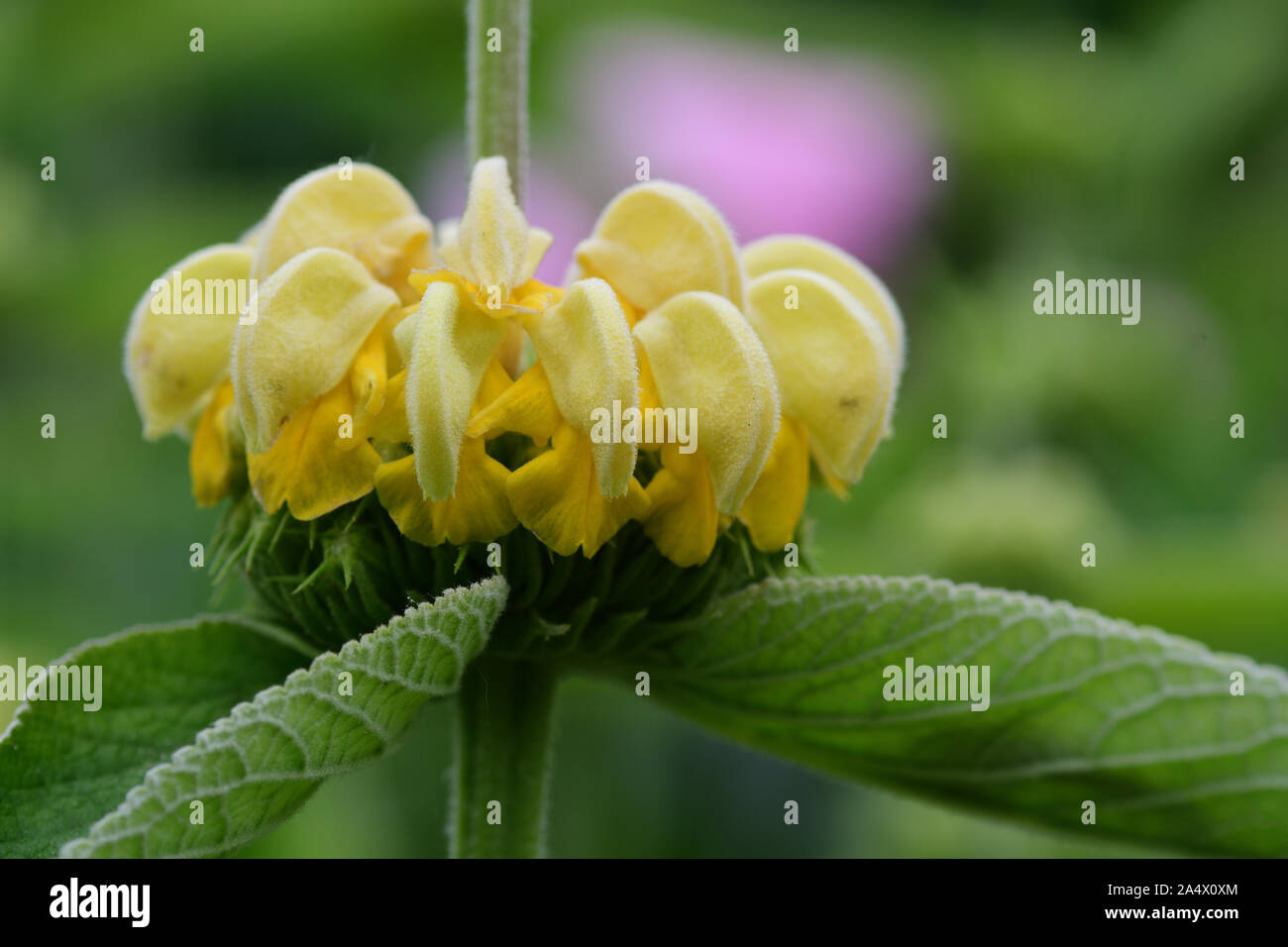 Turkish sage phlomis russeliana in the garden hi-res stock photography ...