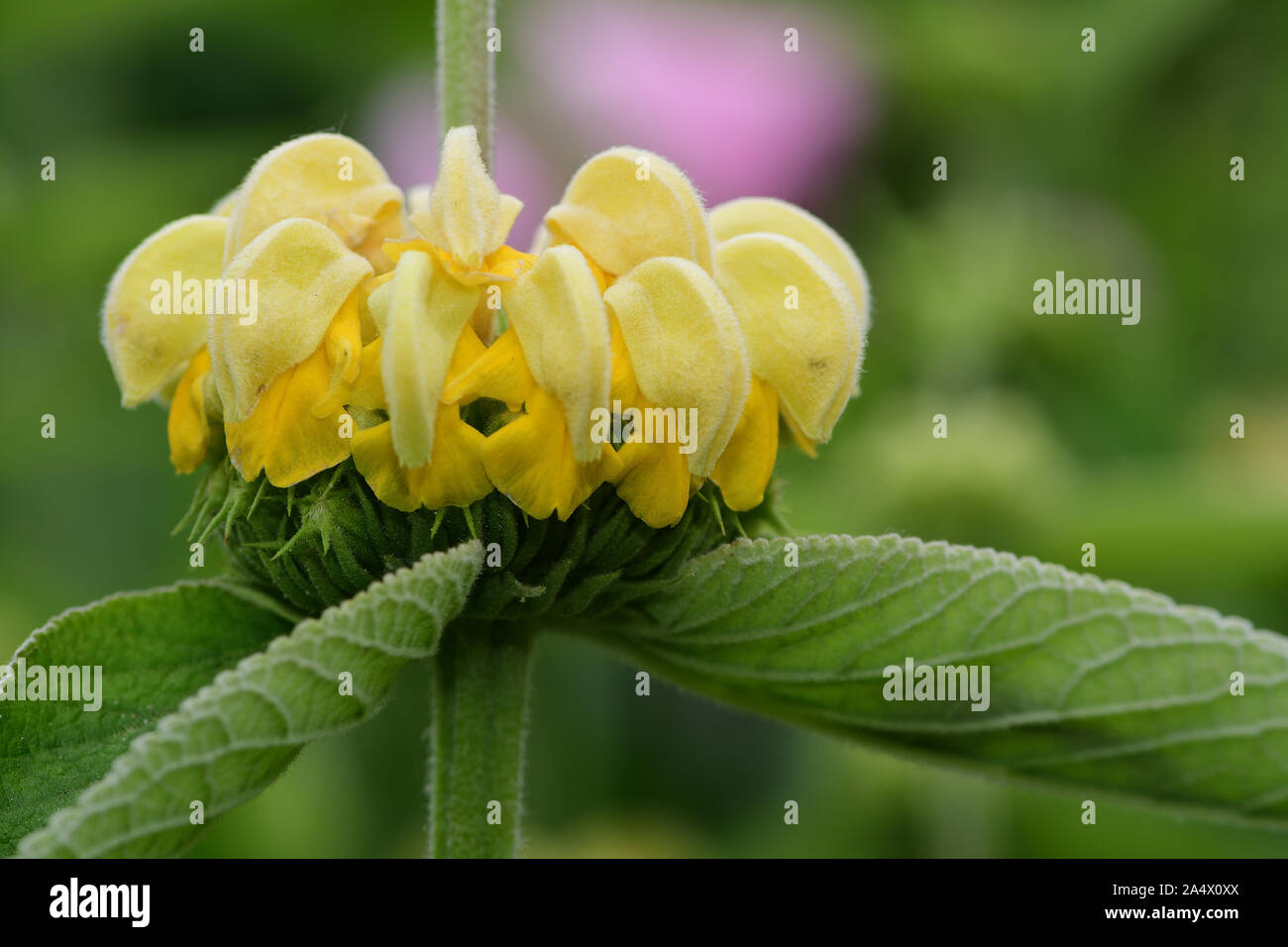 Turkish sage phlomis russeliana in the garden hi-res stock photography ...