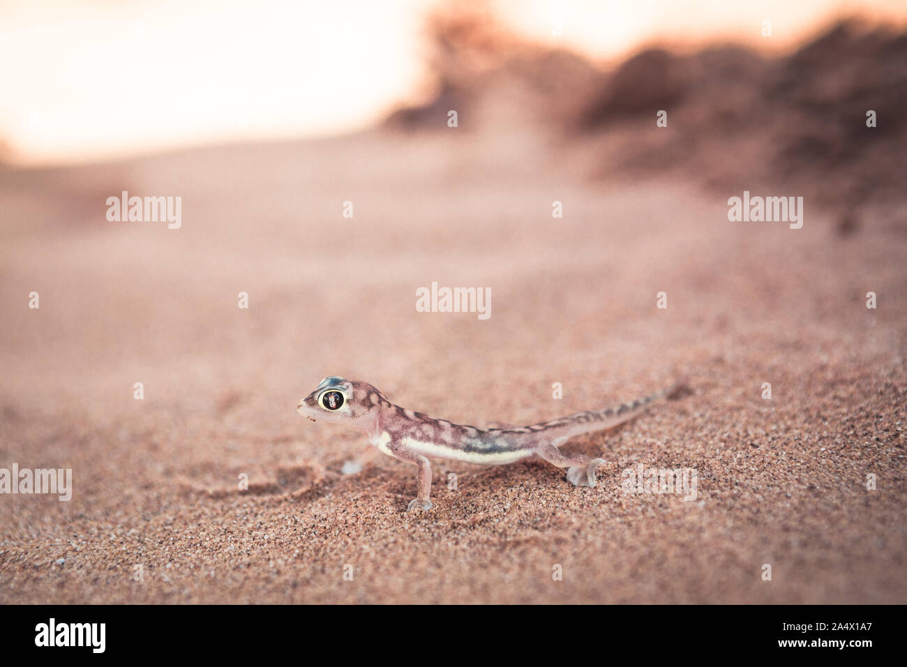 Palmato gecko hi-res stock photography and images - Alamy