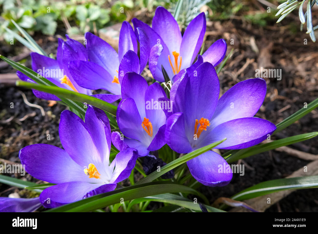 Violet crocus hi-res stock photography and images - Alamy