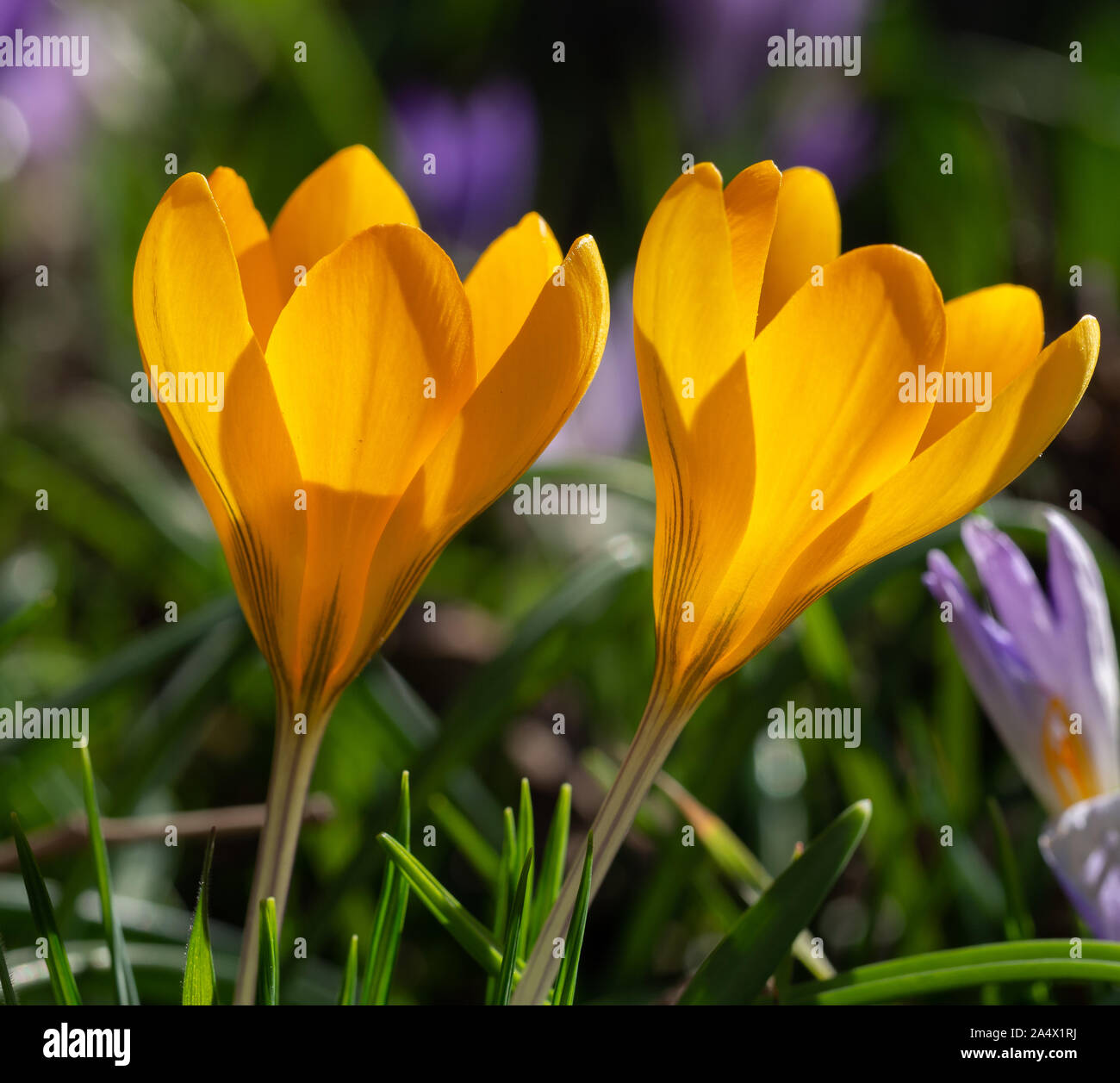 Yellow crocoideae hi-res stock photography and images - Alamy