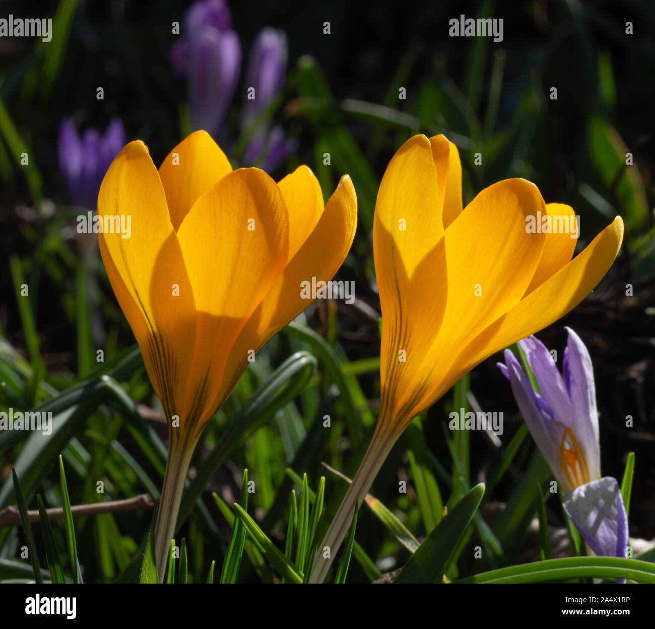 Group Of Crocus High Resolution Stock Photography and Images - Alamy