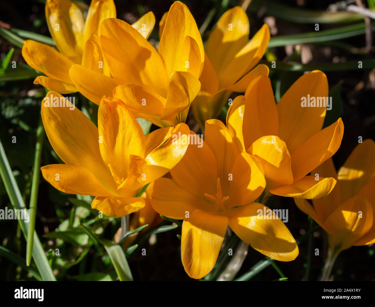 Group of blooming hi-res stock photography and images - Alamy