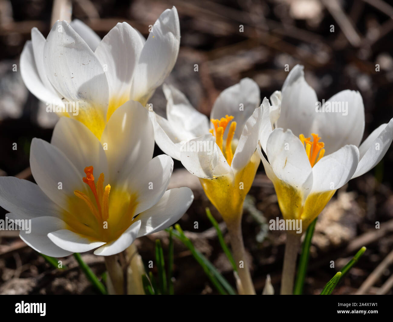 White crocus hi-res stock photography and images - Alamy
