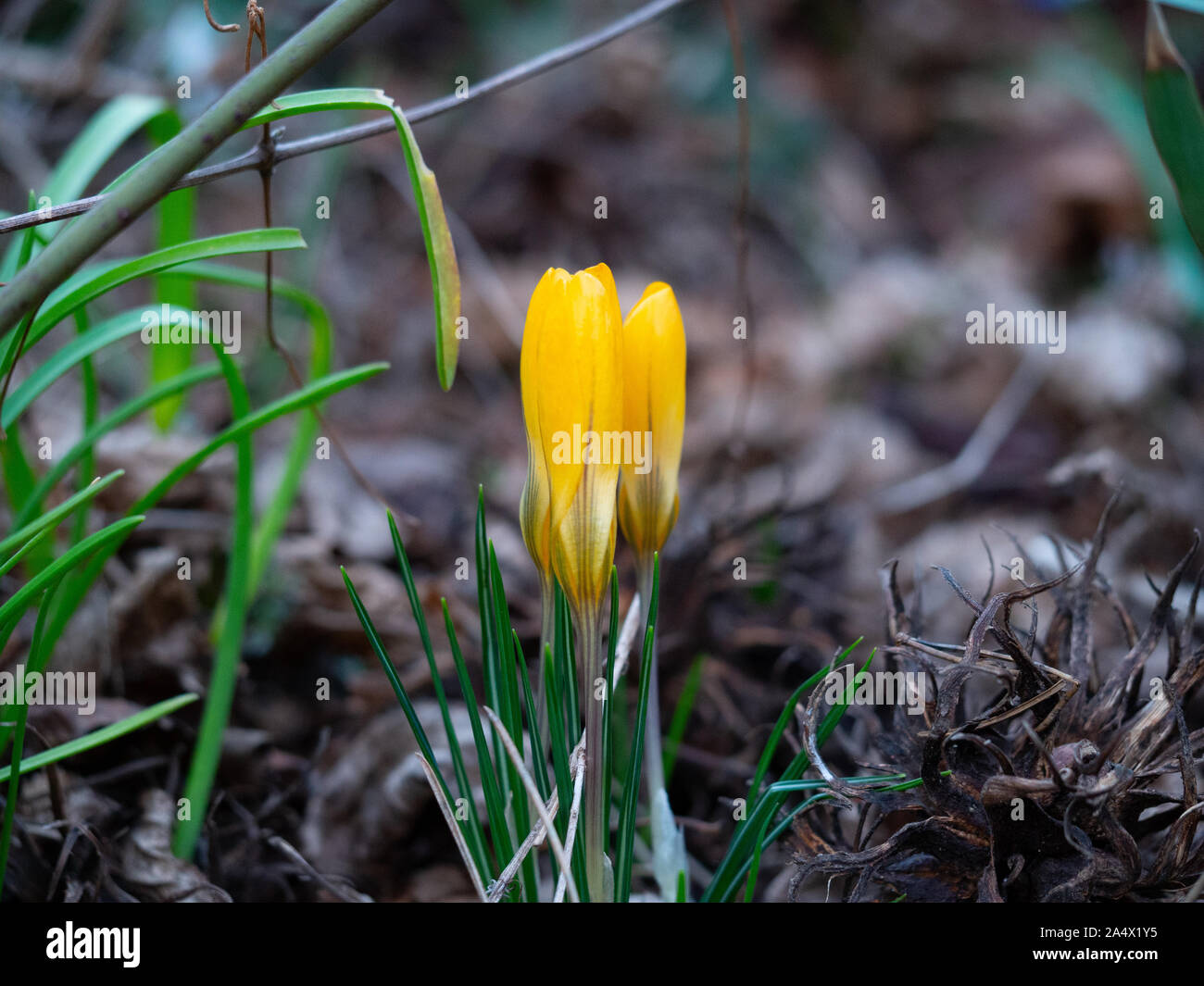 Group yellow flowers in nature hi-res stock photography and images - Alamy