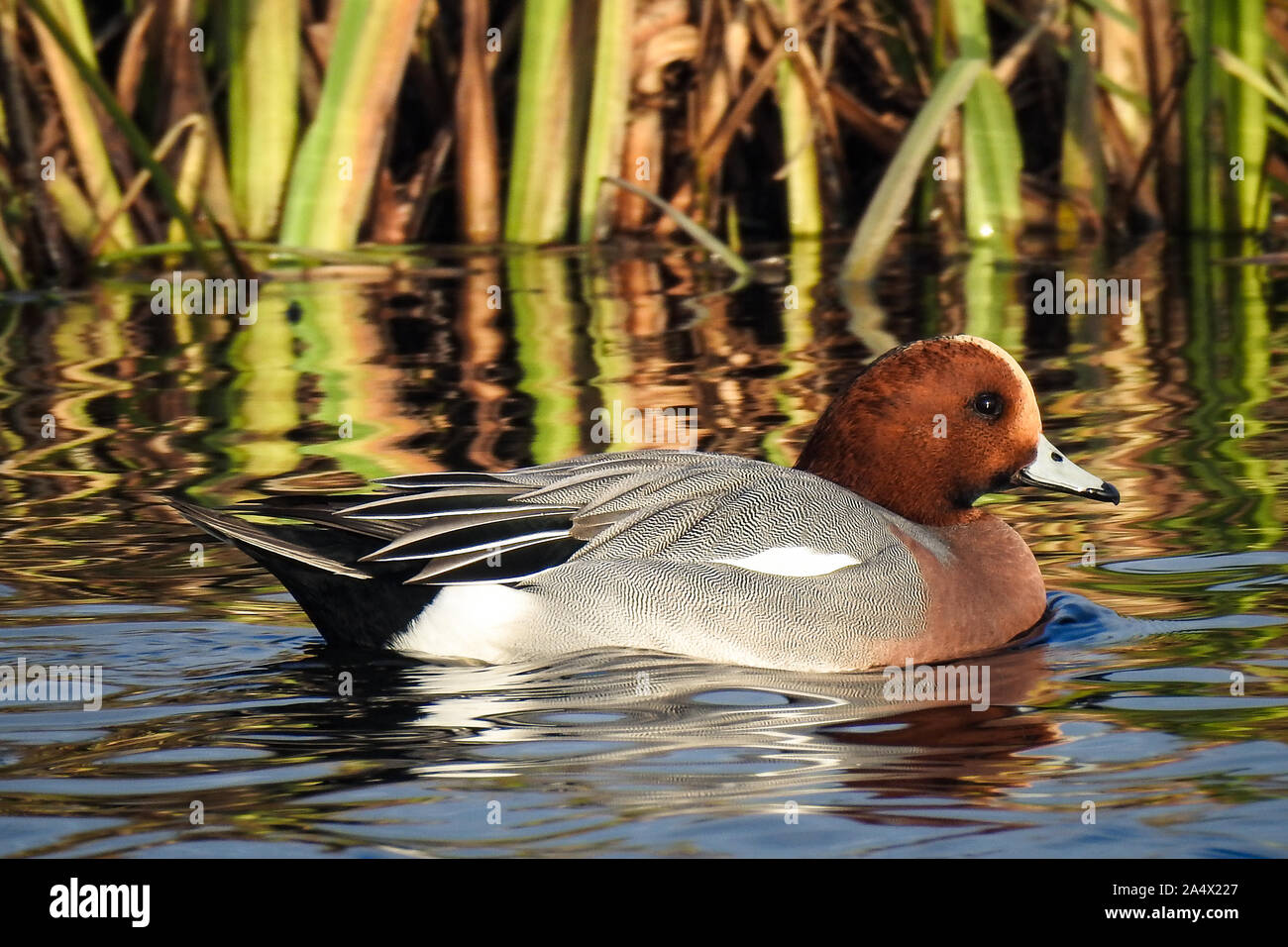 Male Eurasian Wigeon, also known as widgeon (Mareca penelope) swimming ...