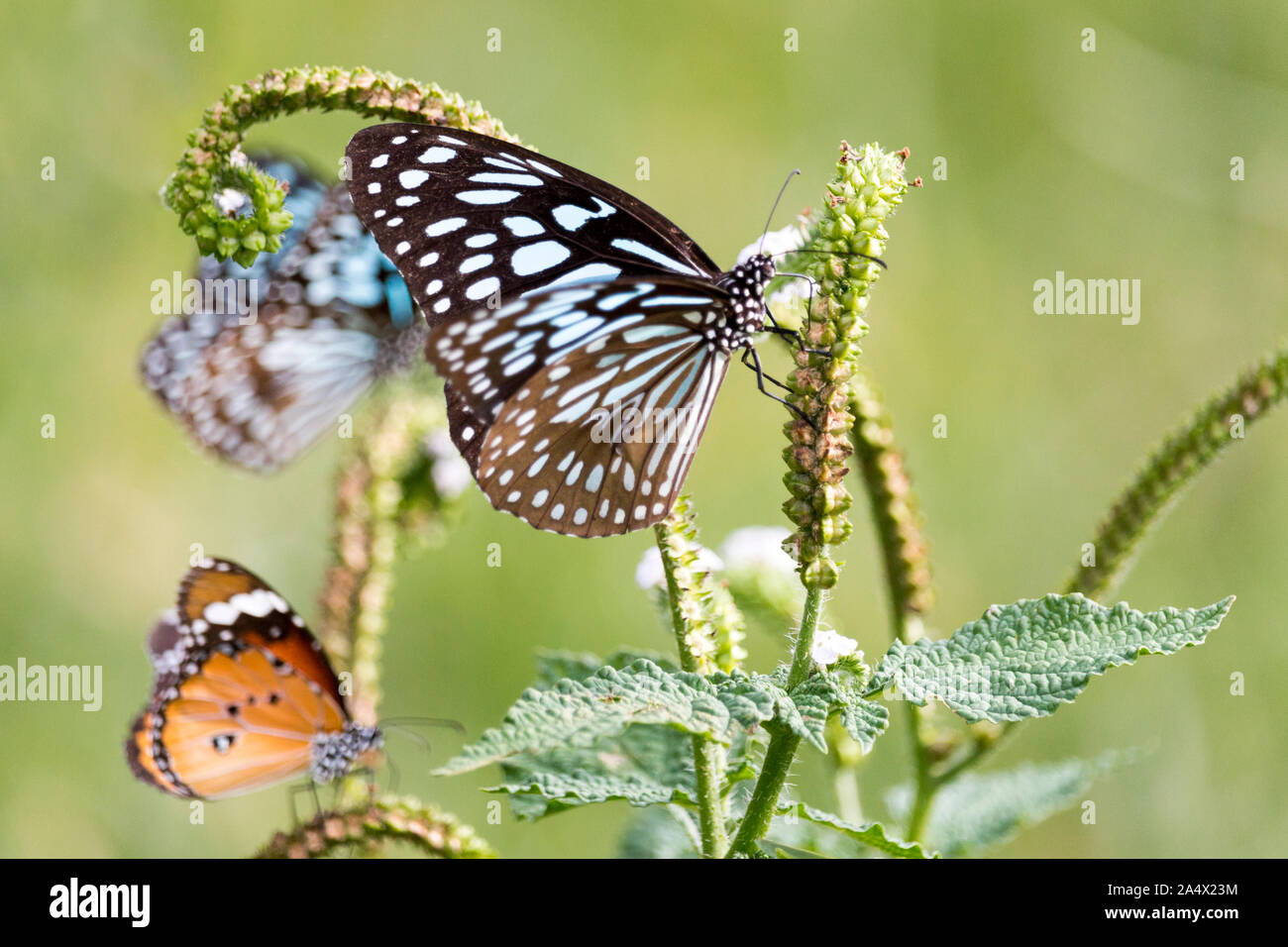 Butterflies of south india hi-res stock photography and images - Alamy