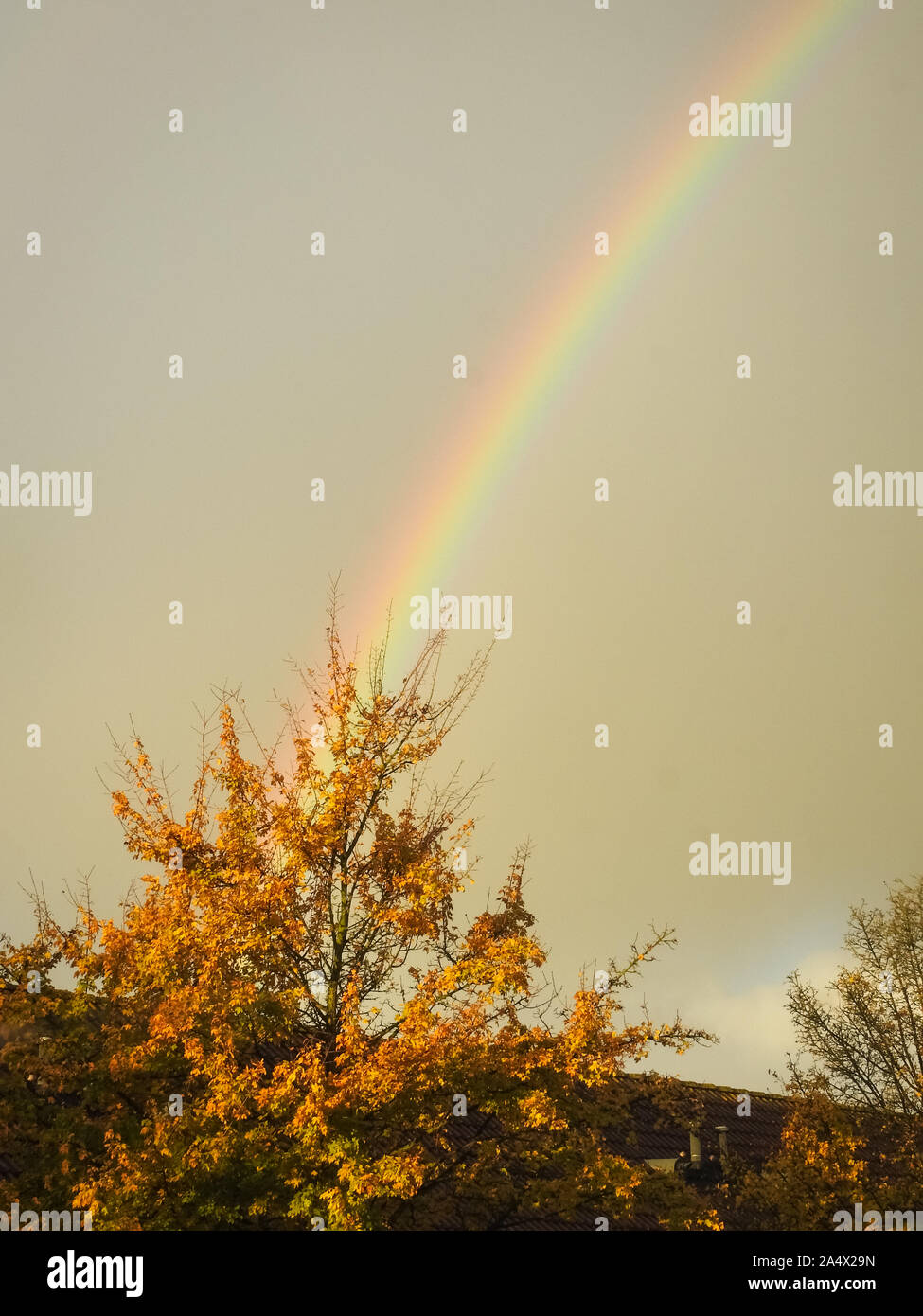 Rainbow colored leaves hi-res stock photography and images - Alamy