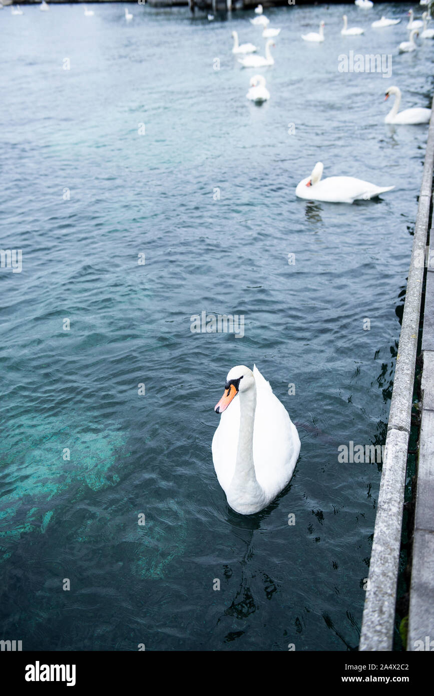 Swans on Lake Geneva Stock Photo - Alamy