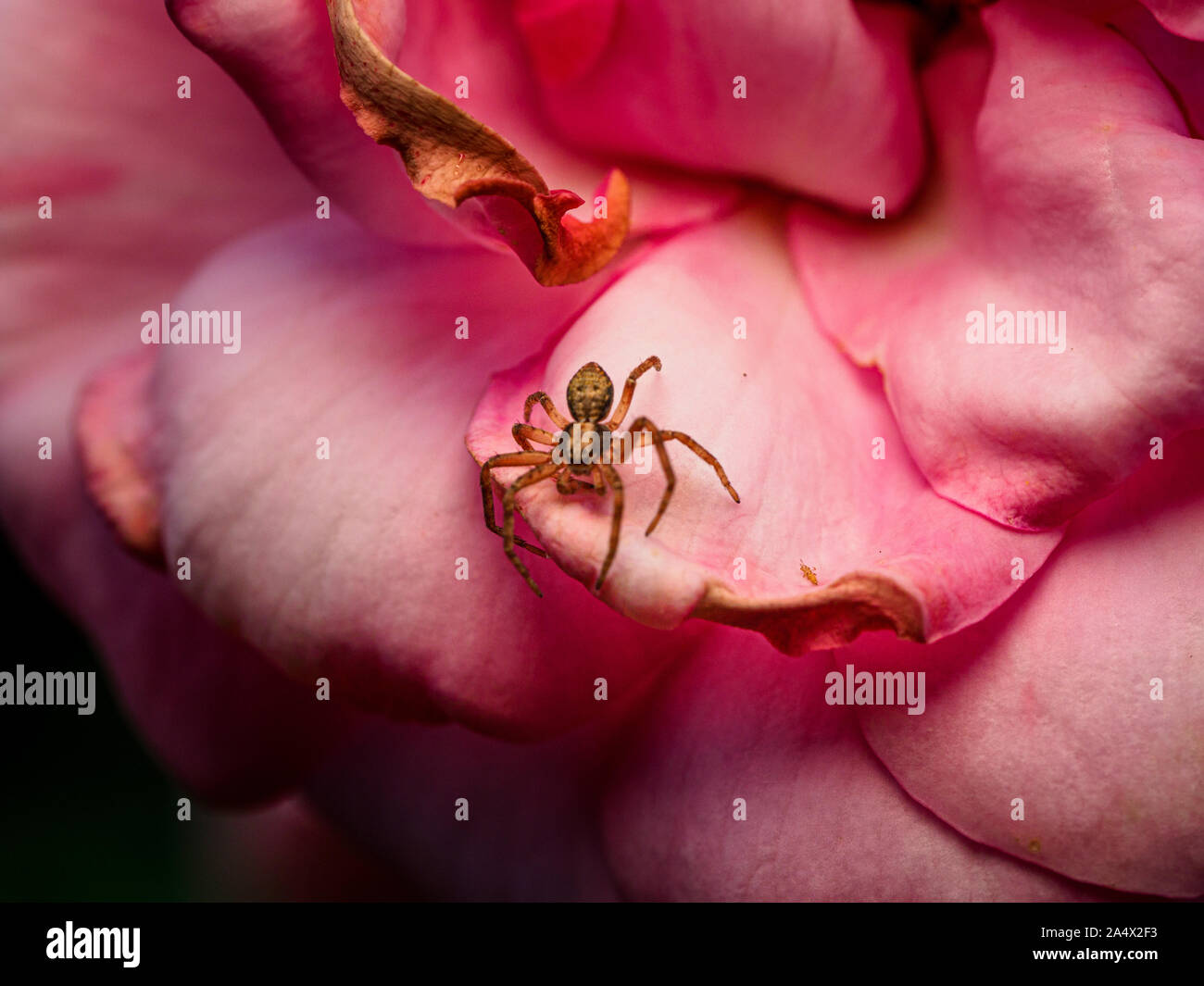 Buzzing hi-res stock photography and images - Alamy