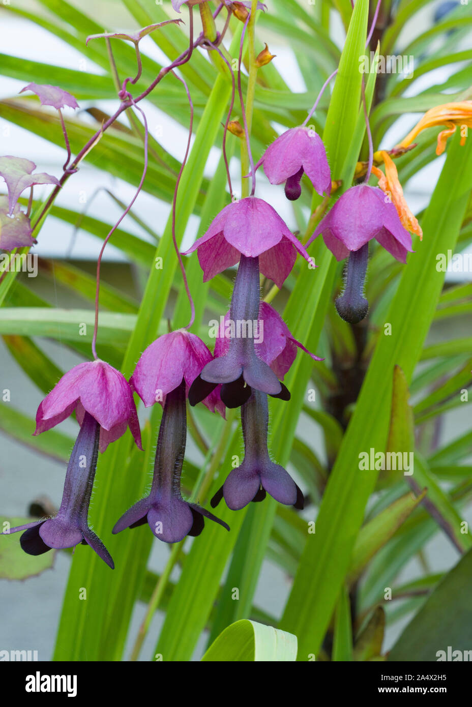 Purple Bell Vine, Rhodochiton astrosanguineus, close-up of flowers ...