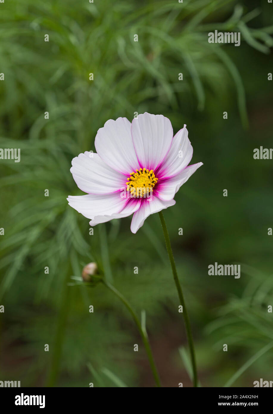 Cosmos Cosmos bipinnatus, single flower Stock Photo - Alamy