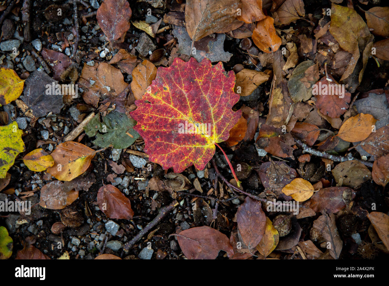 A big fall colored red leaf sticks out amongst the brown and yellow ...