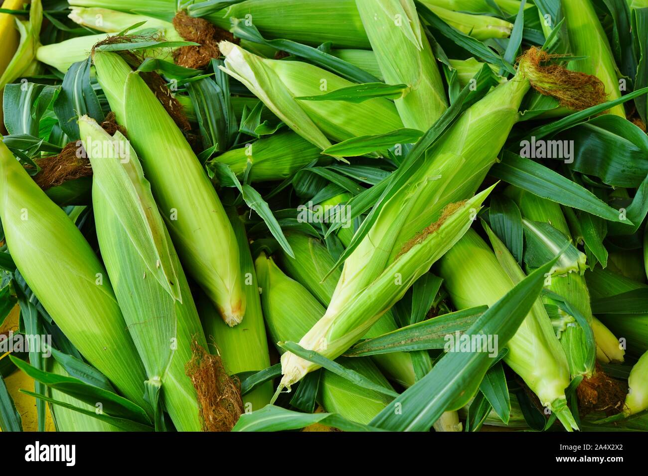 Corn in the husk hi-res stock photography and images - Alamy