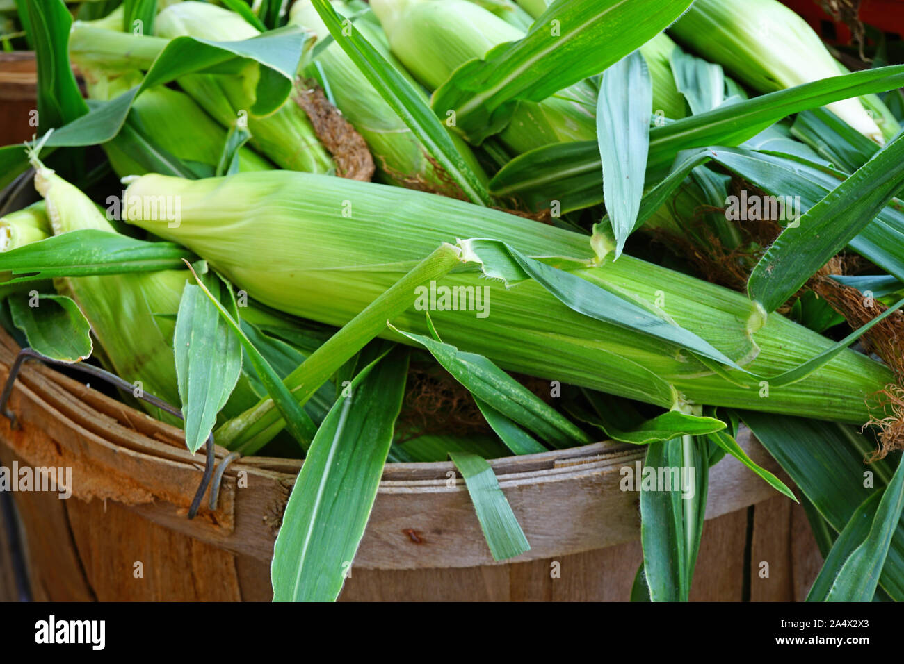Corn in husk basket hi-res stock photography and images - Alamy
