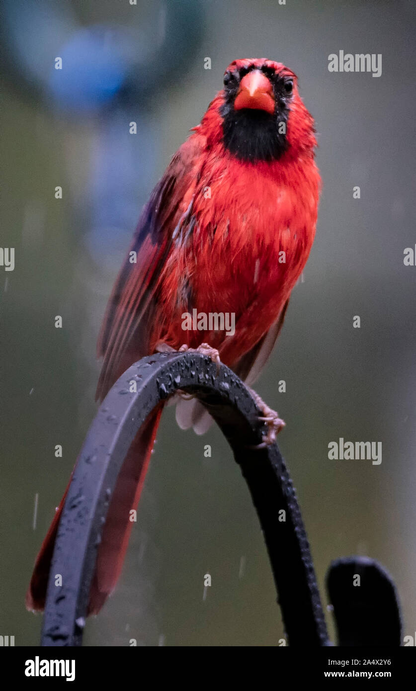 Sitting in the rain hi-res stock photography and images - Alamy