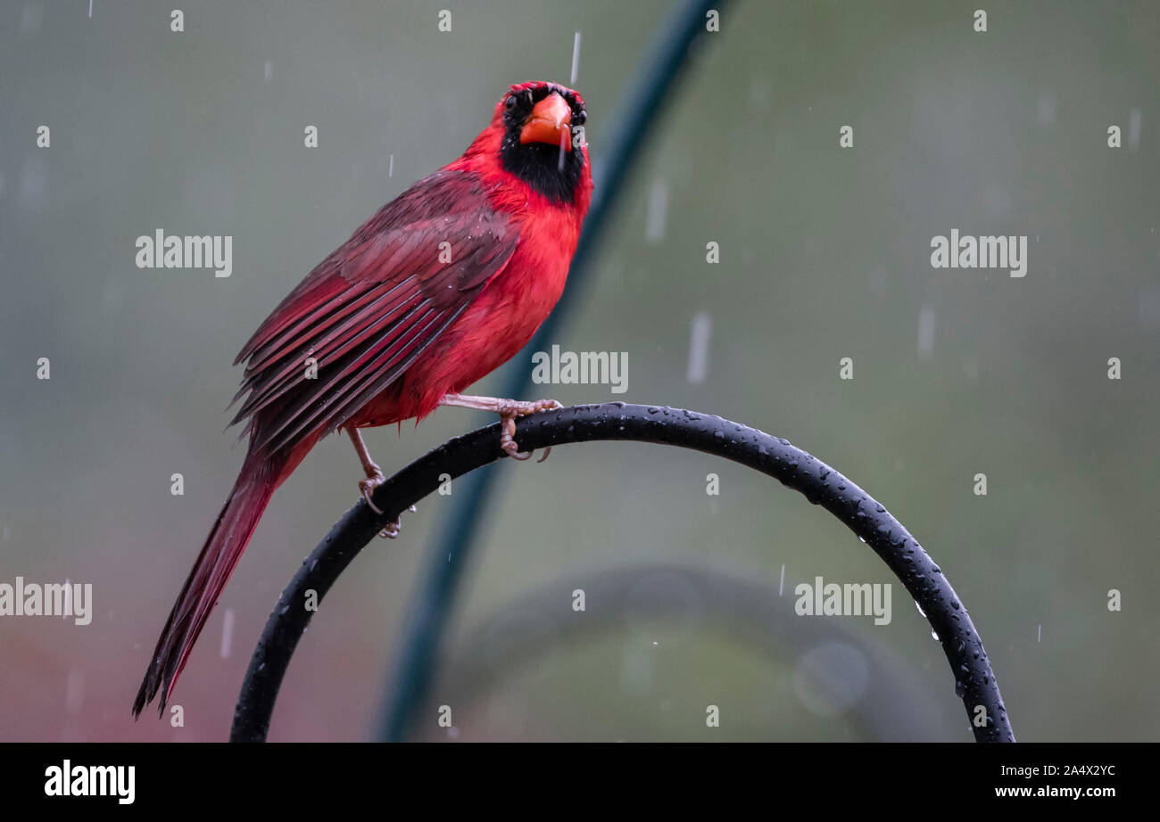 Soaking wet hi-res stock photography and images - Alamy