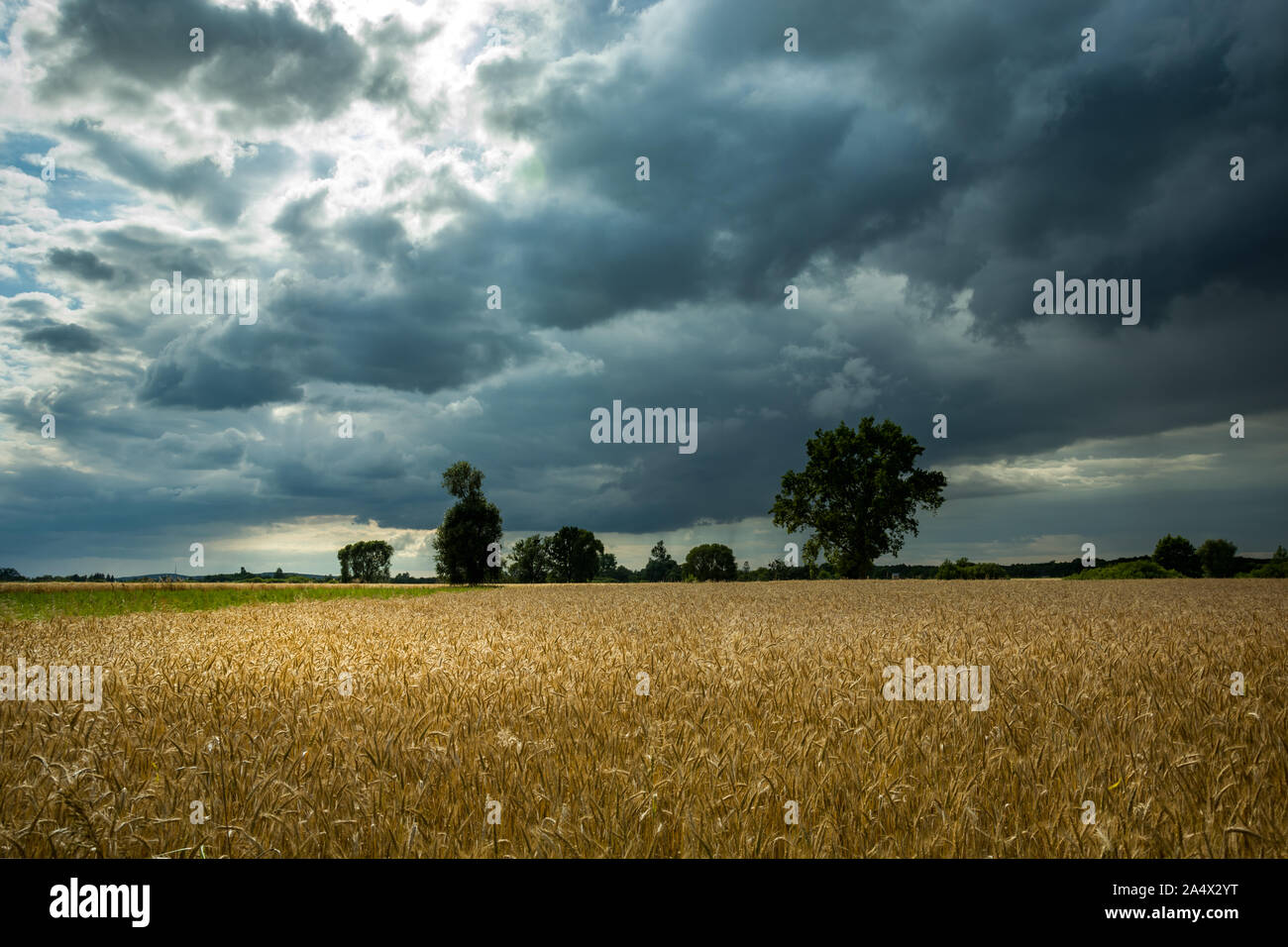 Rye field, trees on the horizon and dark rain clouds Stock Photo - Alamy