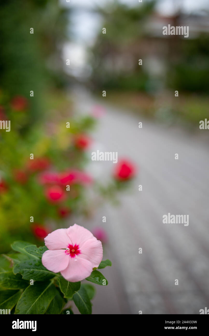 colorful flowers with colored flowers line a path Stock Photo - Alamy
