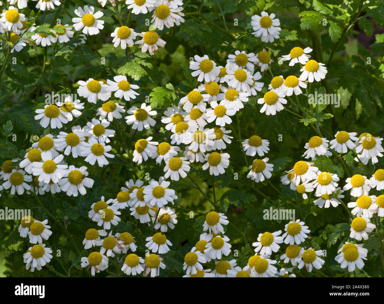 Feverfew uk hi-res stock photography and images - Alamy