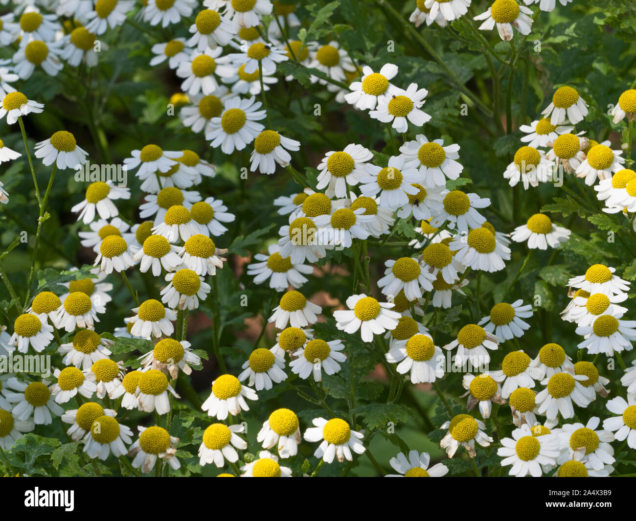 Feverfew uk hi-res stock photography and images - Alamy