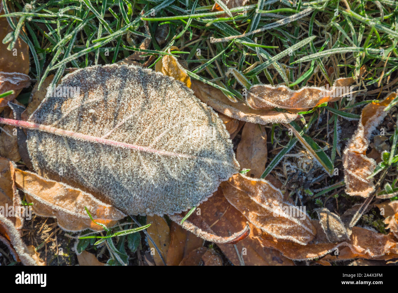 Ground frost in park hi-res stock photography and images - Alamy