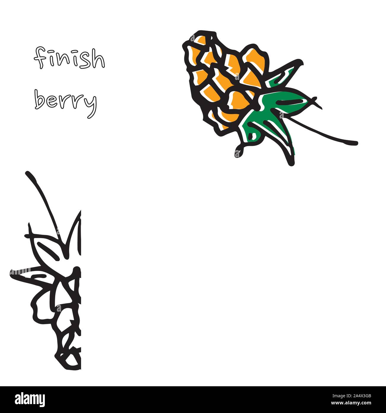Berry color hand drawn vector set. Fruit botany illustration. Berries ...
