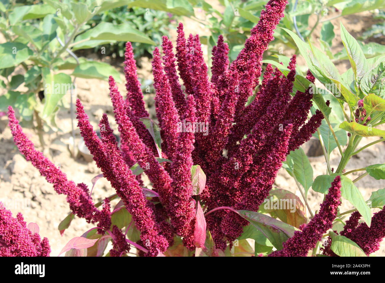The picture shows a field of amaranth Stock Photo - Alamy