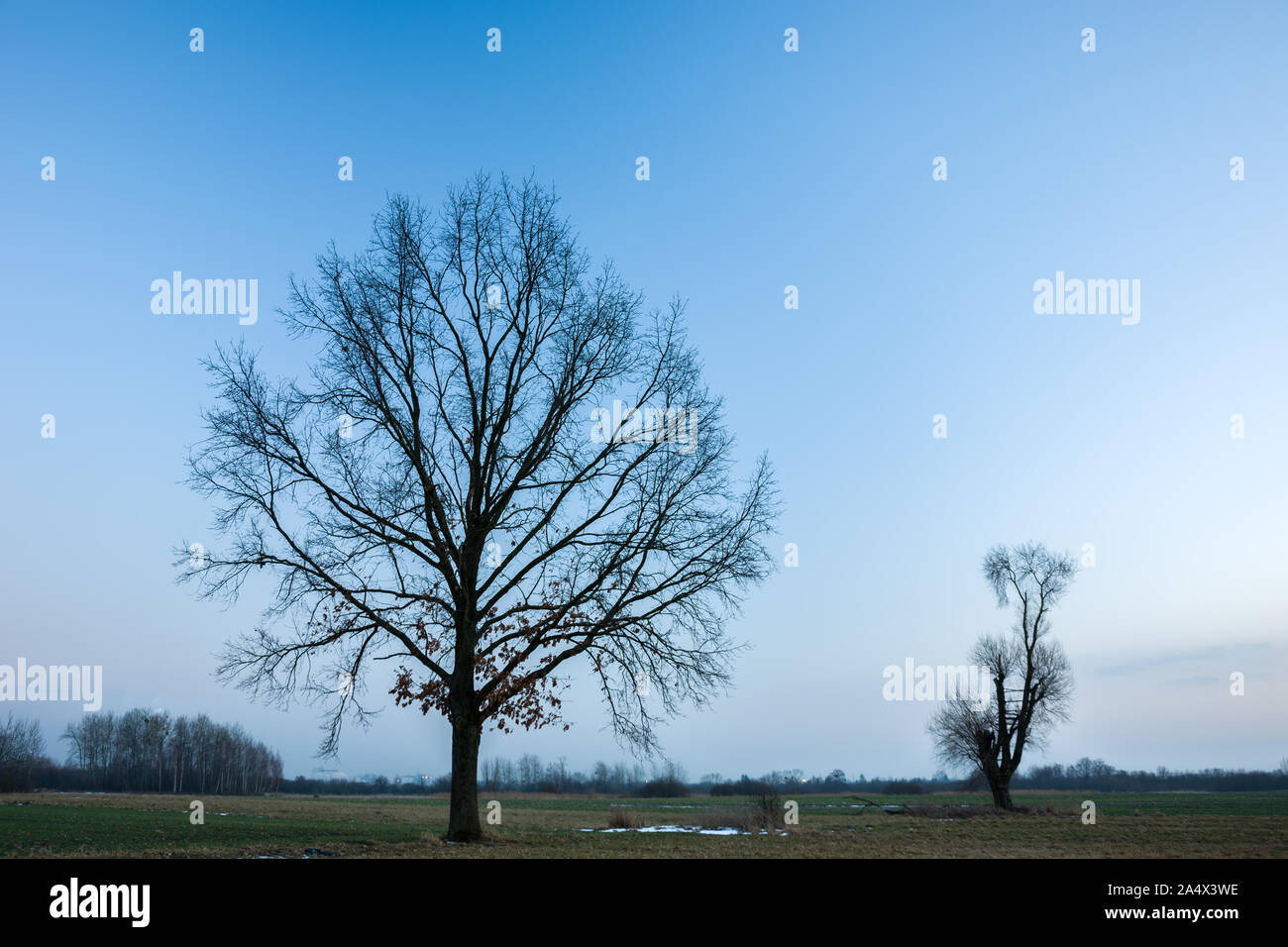 Oak tree without leaves hi-res stock photography and images - Alamy