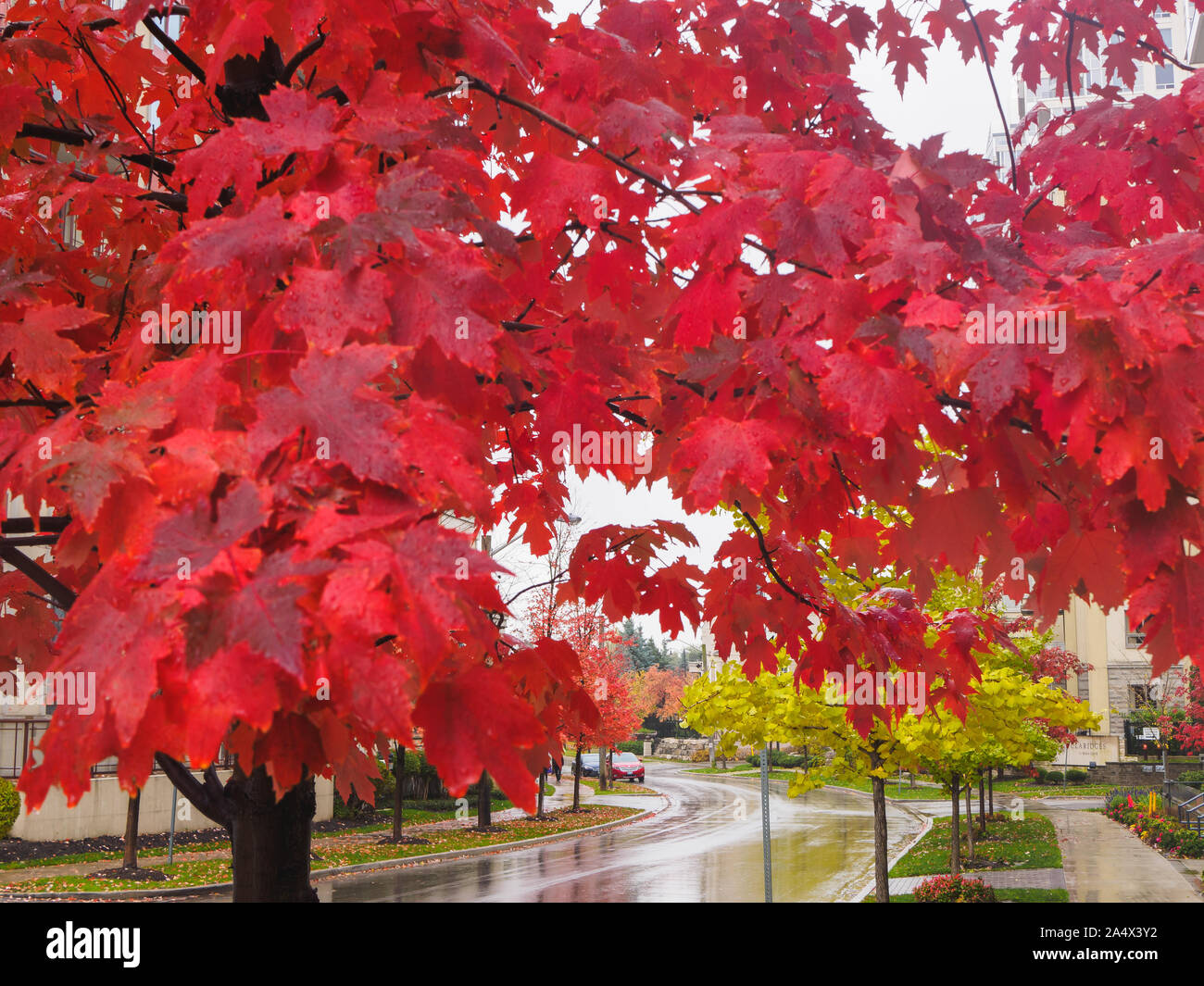 Wet city road behind red leaves of sugar maple trees in autumn Stock ...