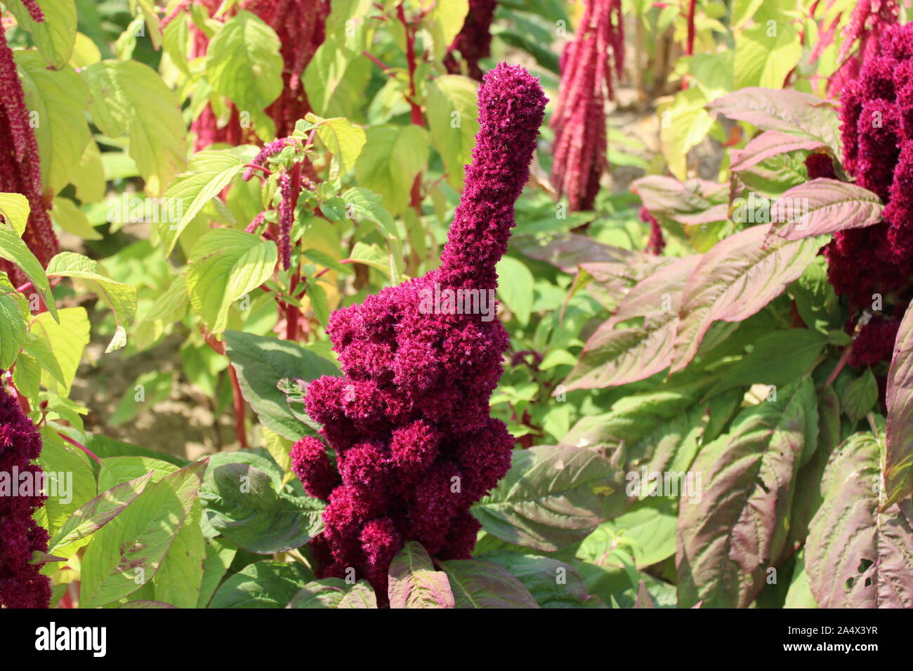 The picture shows a field of amaranth Stock Photo - Alamy