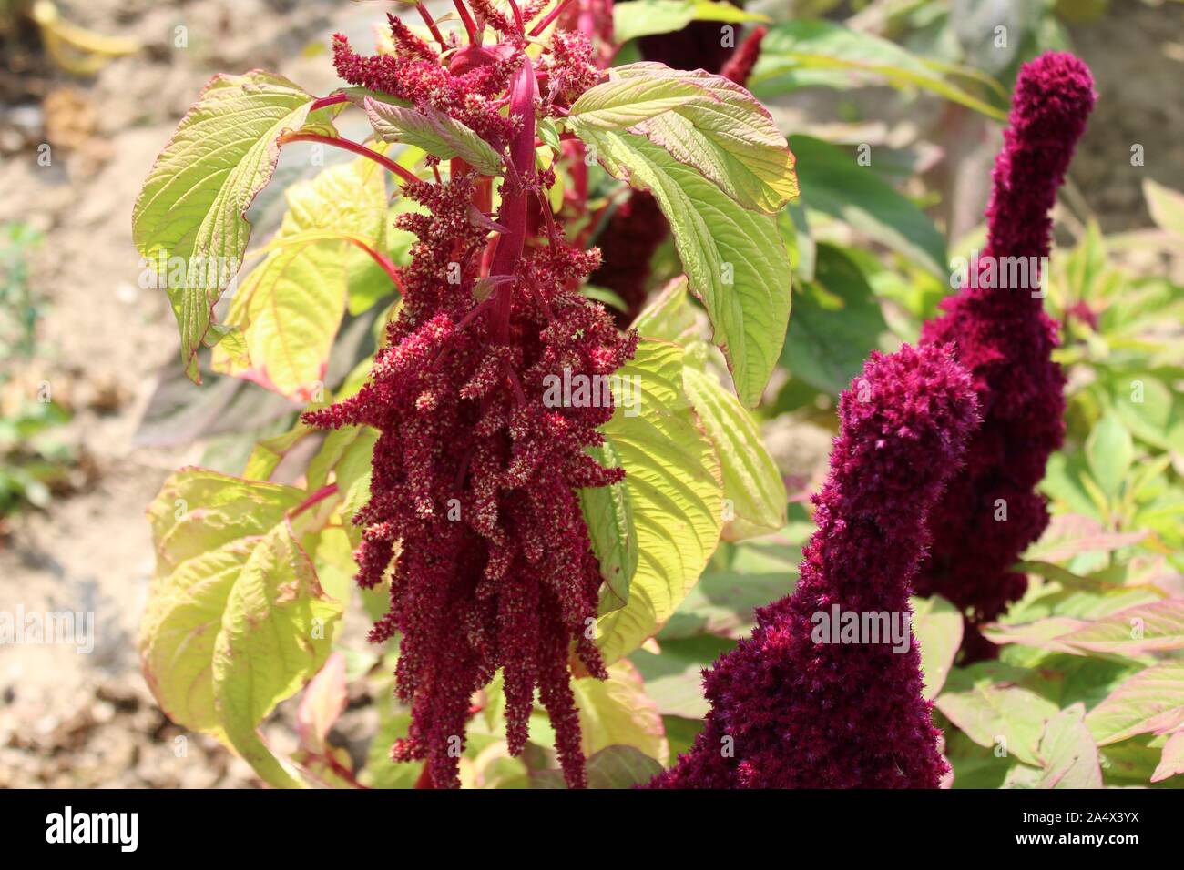 The picture shows a field of amaranth Stock Photo - Alamy
