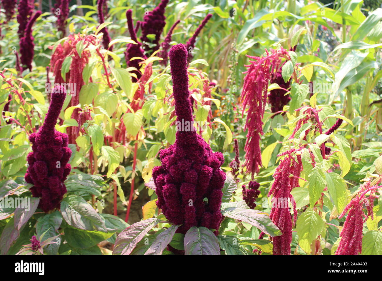 The picture shows a field of amaranth Stock Photo - Alamy