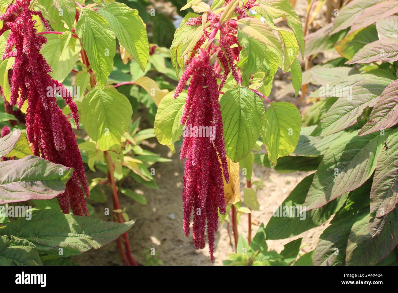 The picture shows a field of amaranth Stock Photo - Alamy