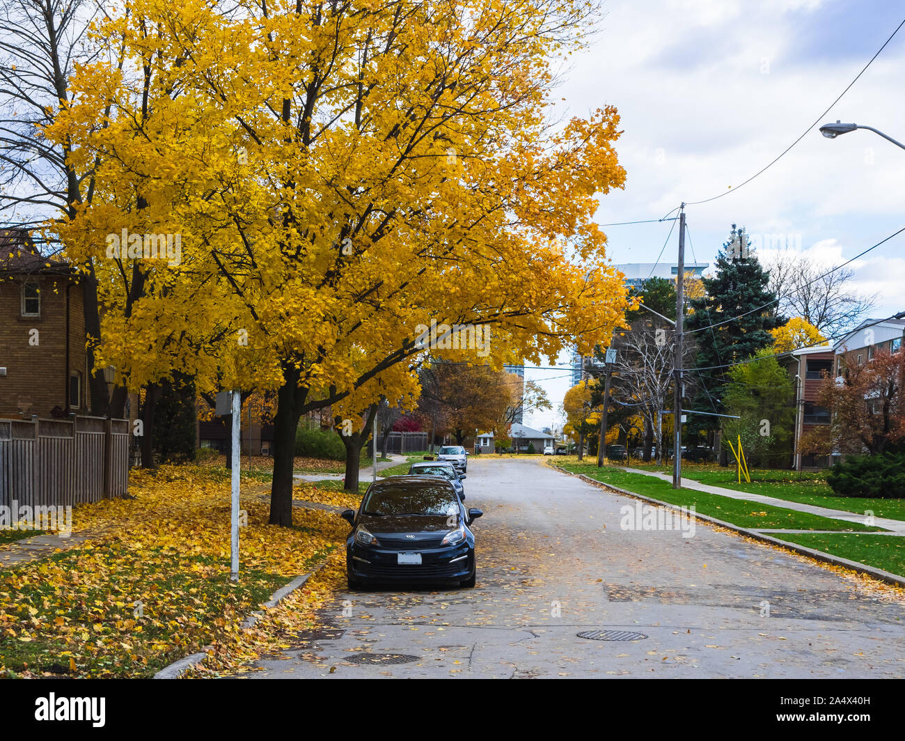 Small neighbourhood road in autumn. Sugar maple tree with yellow leaves ...
