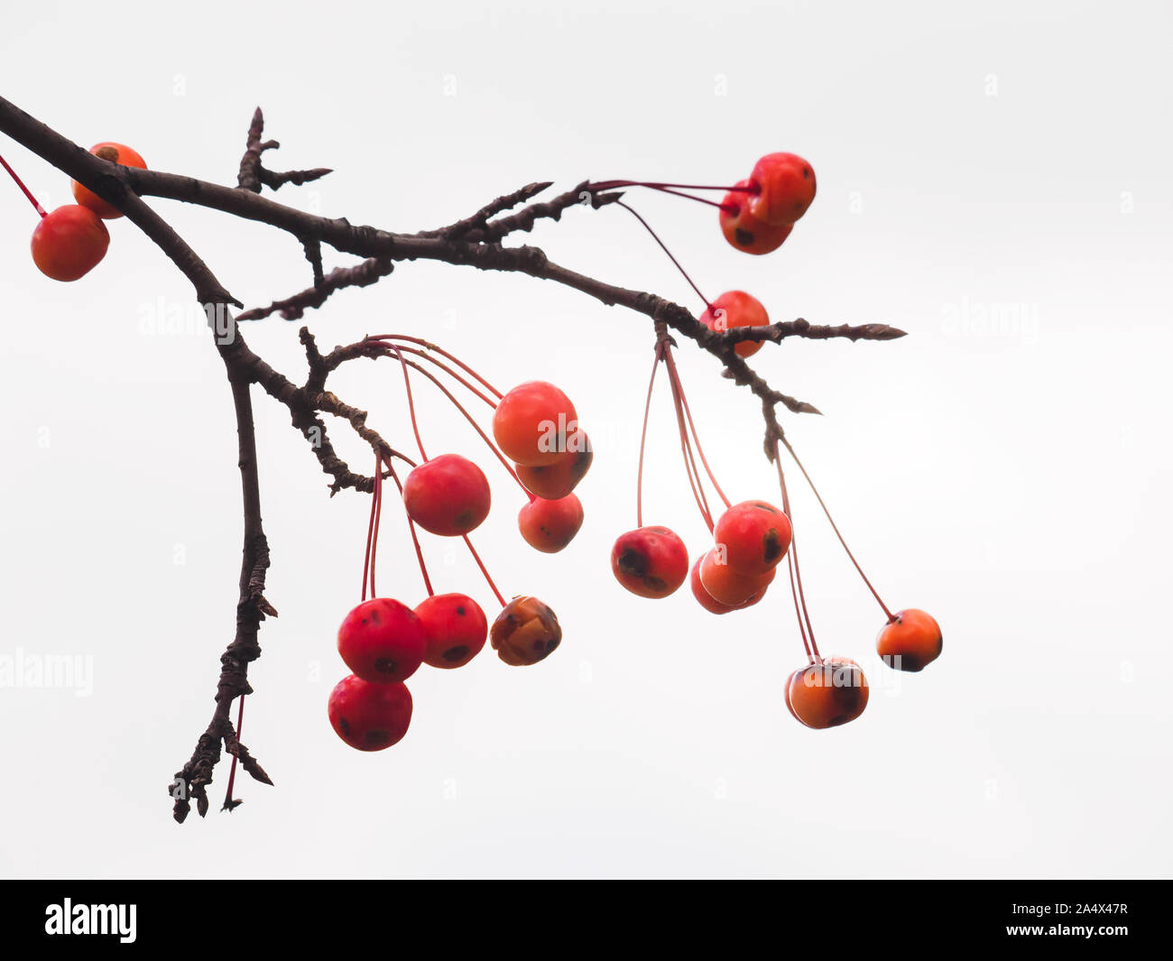 Malus small red fruits hi-res stock photography and images - Alamy