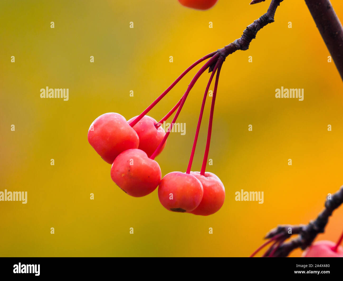 Malus small red fruits hi-res stock photography and images - Alamy