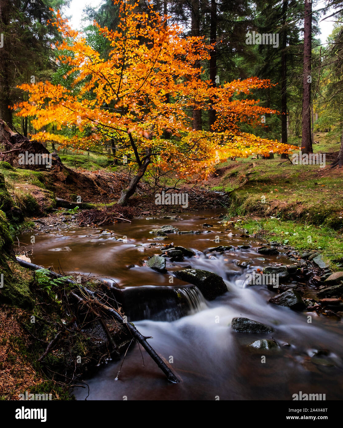 Golden tree hi-res stock photography and images - Alamy