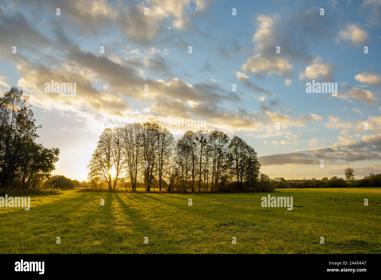 Fantasy trees hi-res stock photography and images - Alamy