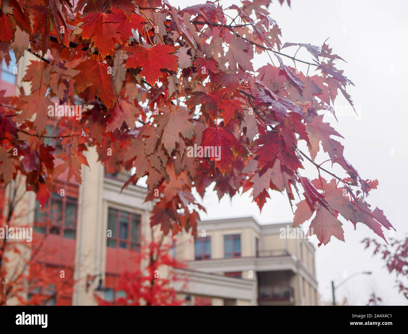 Residential building behind red leaves of sugar maple trees in autumn ...