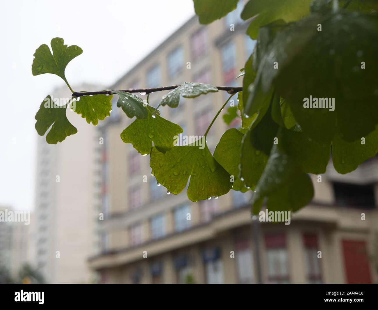 Building blurry behind tree leaves hi-res stock photography and images ...