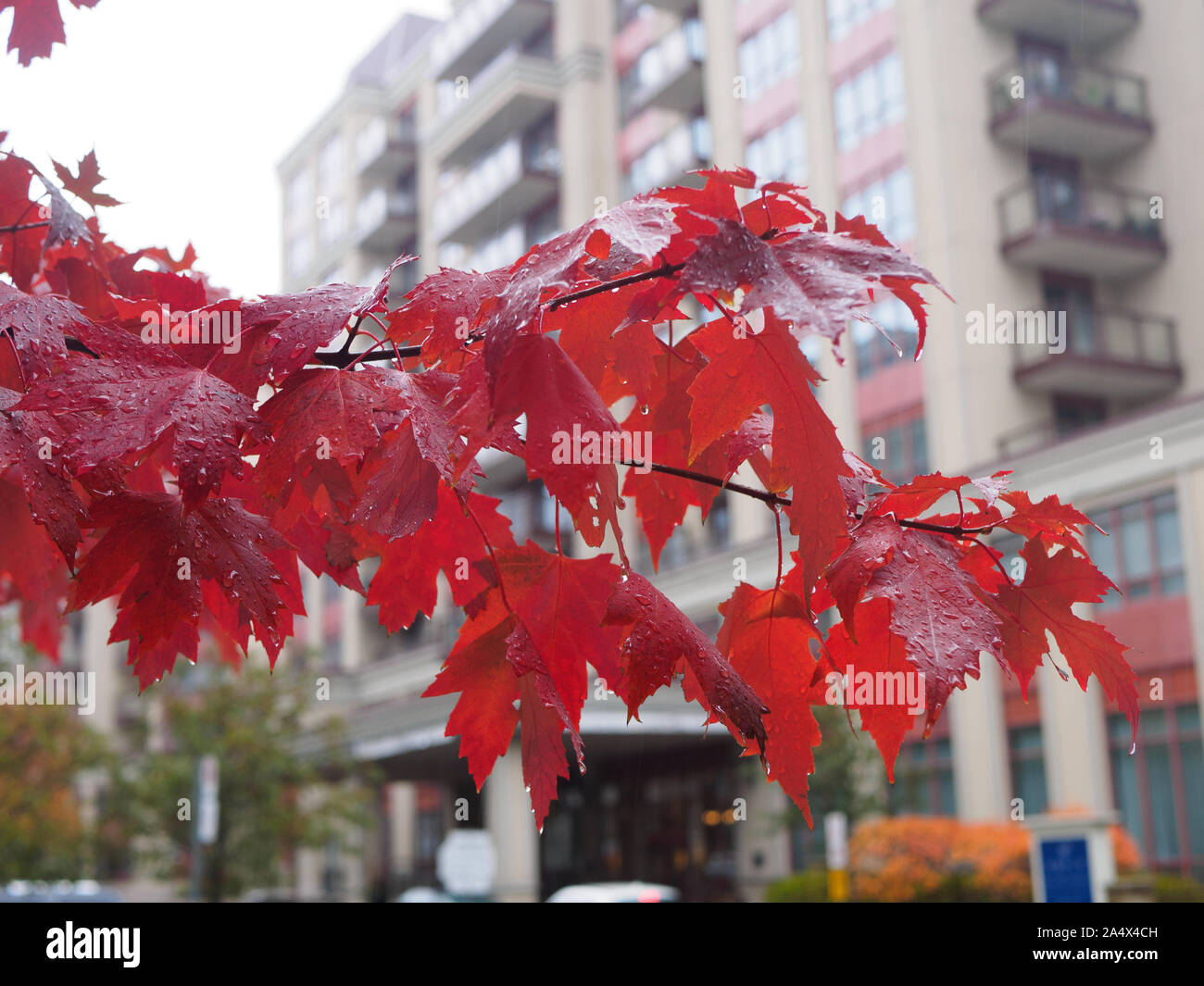 Wet red leaves of sugar maple tree branch after rain with building in ...
