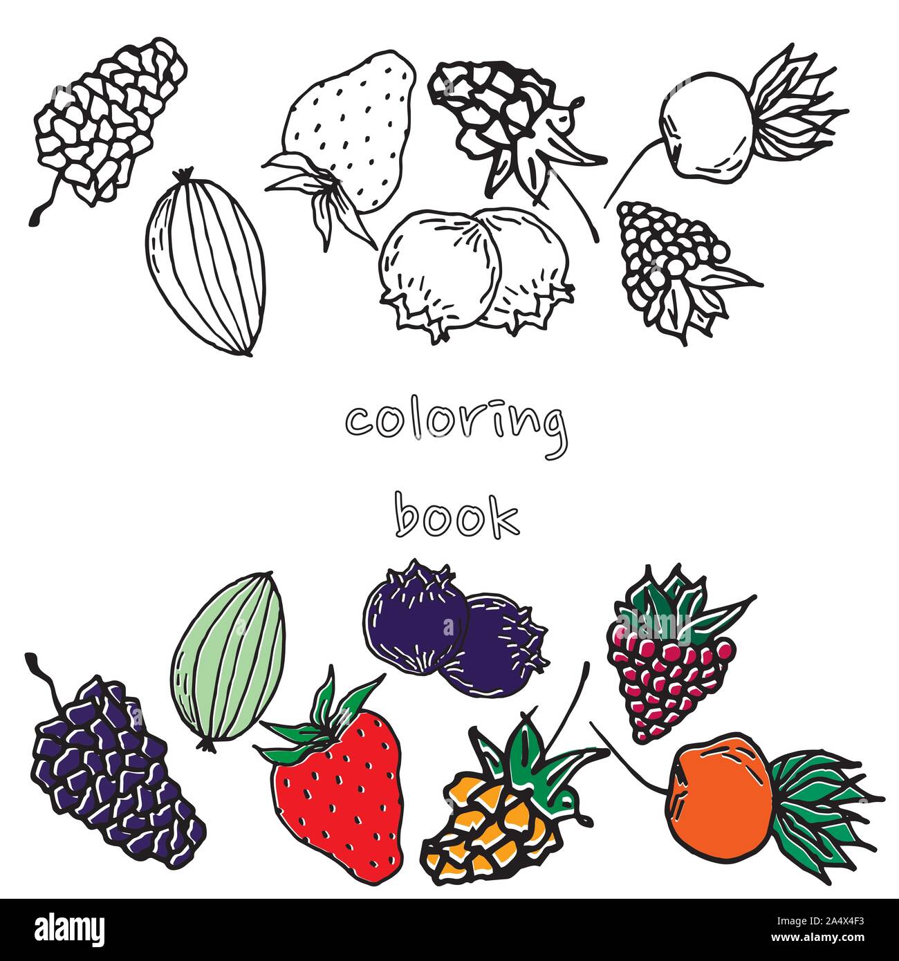 Berry color hand drawn vector set. Fruit botany illustration. Berries ...