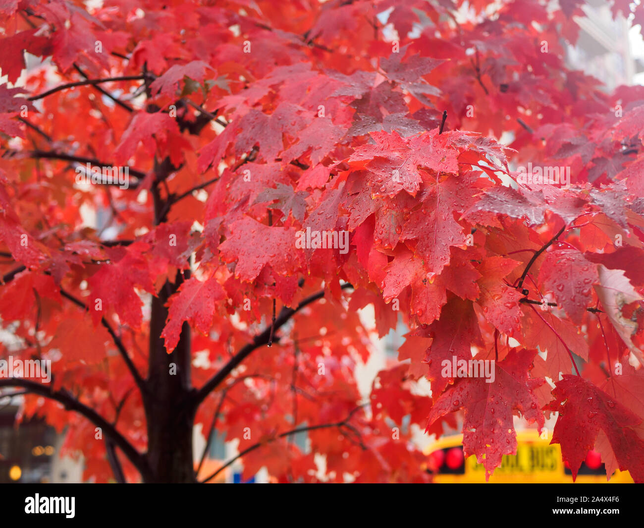Rain drops falling on red maple tree leaves hi-res stock photography ...