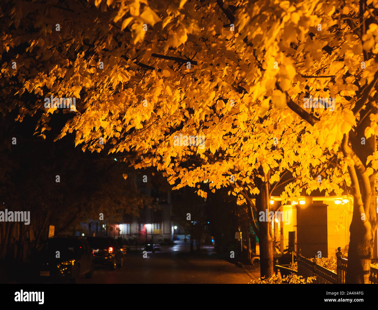 Canadian serviceberry tree hi-res stock photography and images - Alamy
